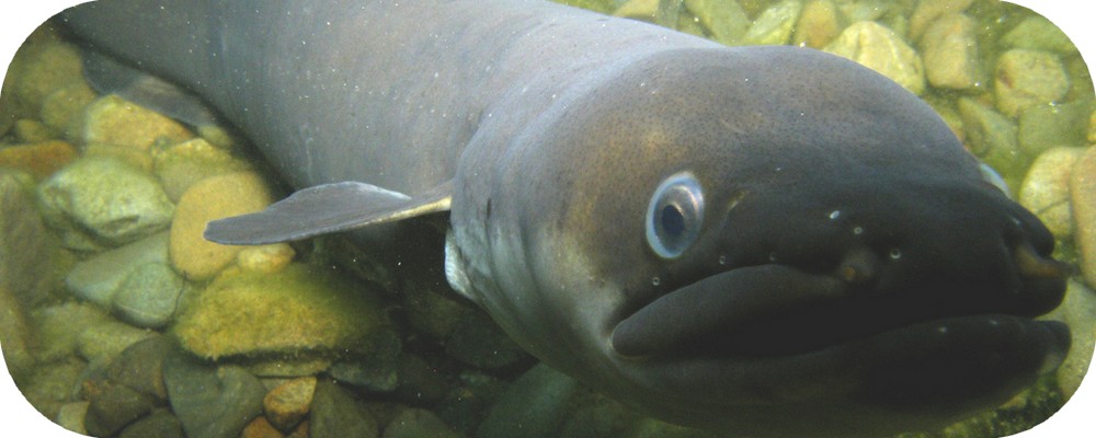 Mittelmeer-Muräne - KidsZoo